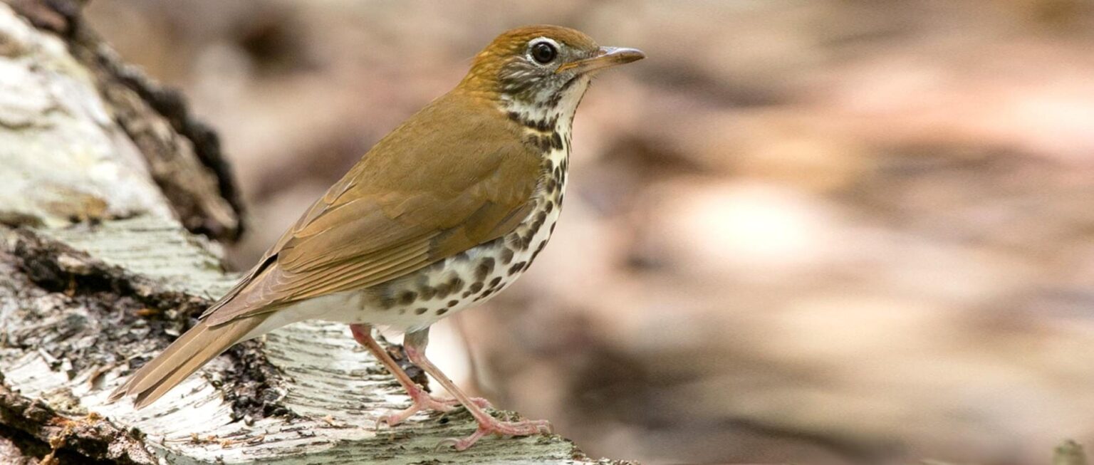 Sherk's Guide Service - Allegheny National Forest Visitors Bureau