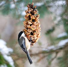 Winter Birding & Pine Cone Bird Feeders - Allegheny National Forest ...